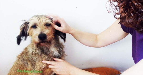 EFT para animales: Qué es el tapping y cómo se usa en animales