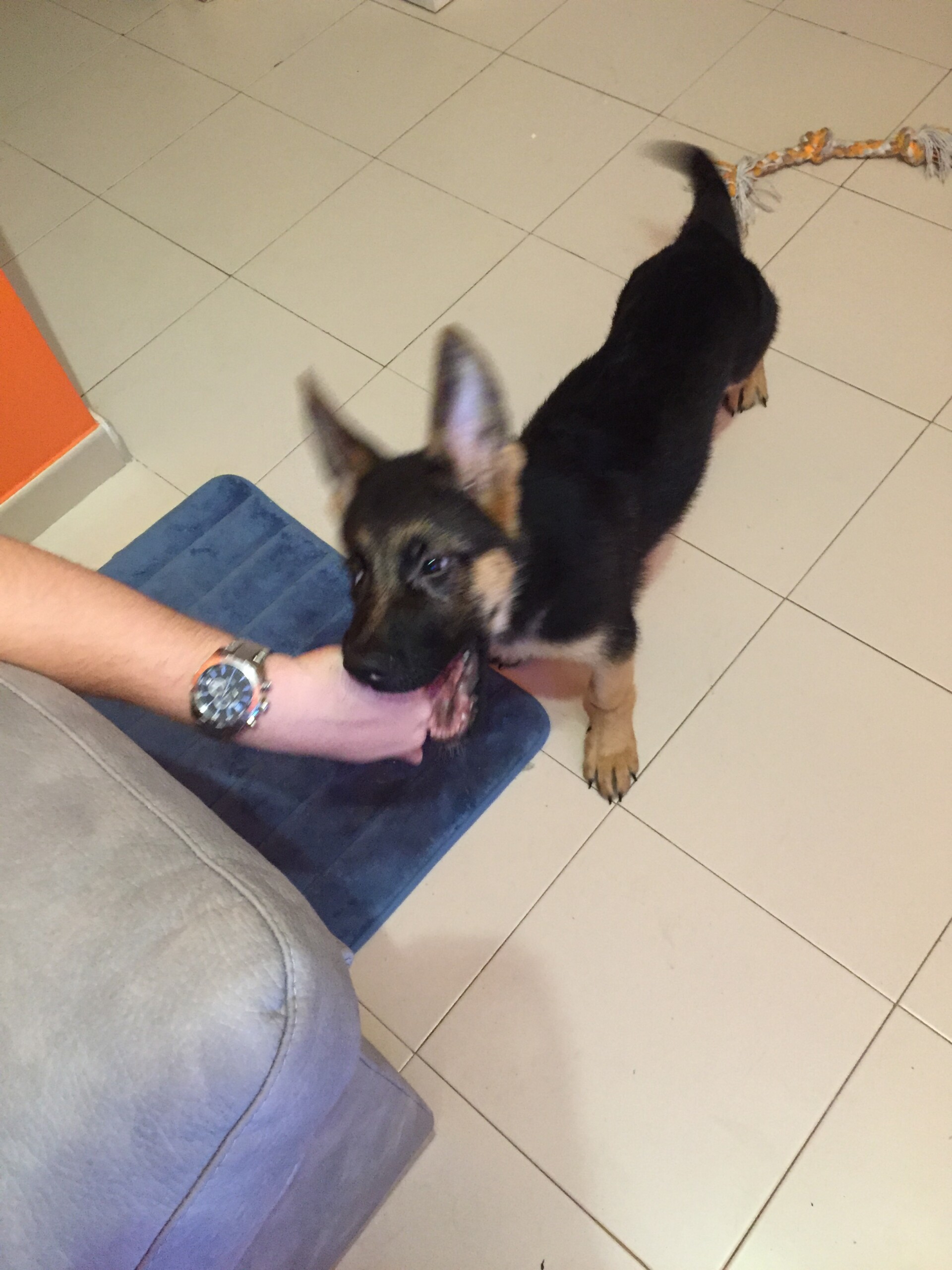 Escuchando a tu Cachorrete - Vida Natural Animal